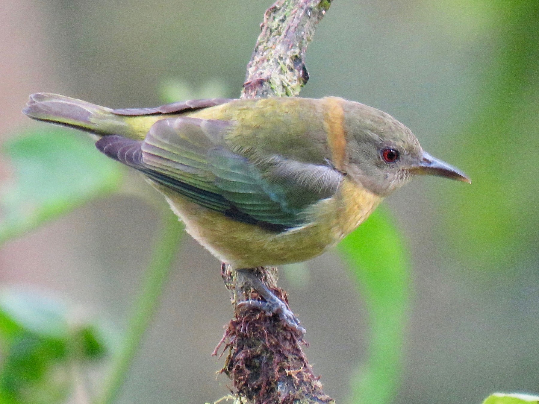 Golden-collared Honeycreeper - eBird