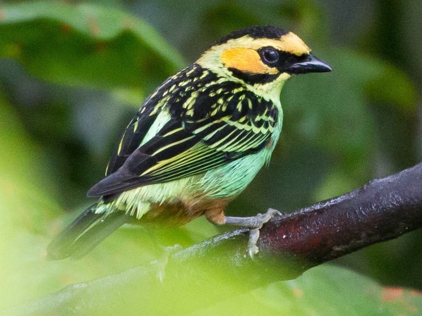Golden-eared Tanager - eBird
