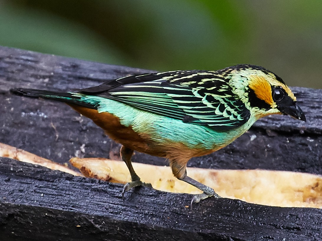Golden-eared Tanager - eBird