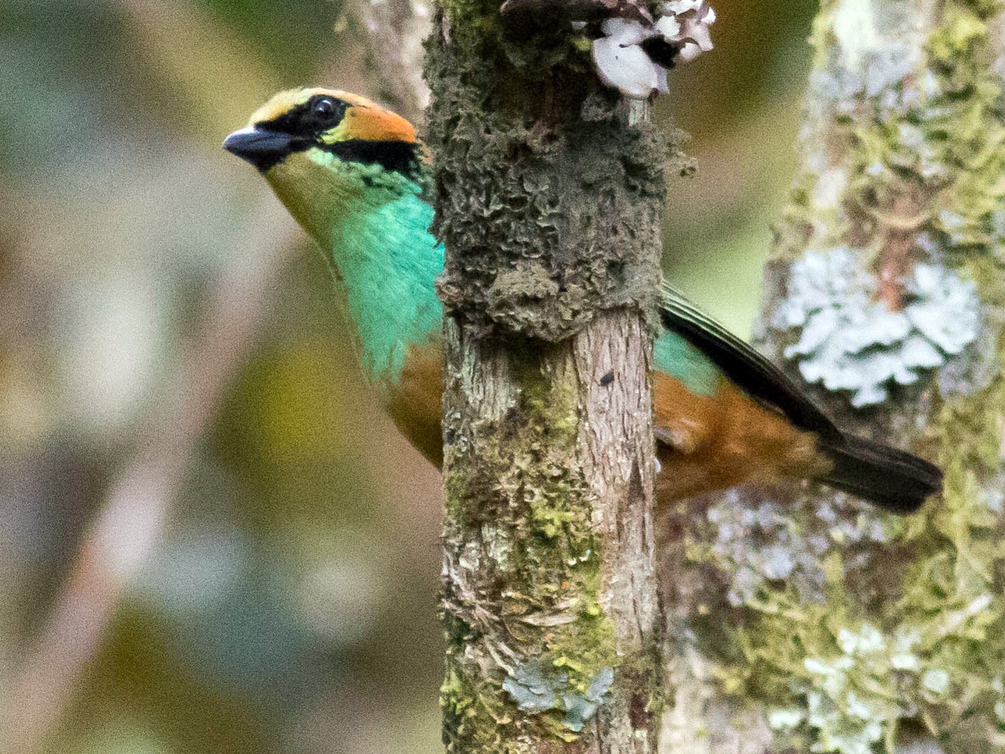 Golden-eared Tanager - eBird