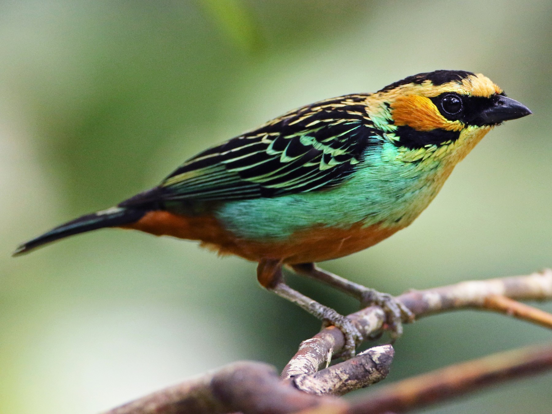 Golden-eared Tanager - eBird