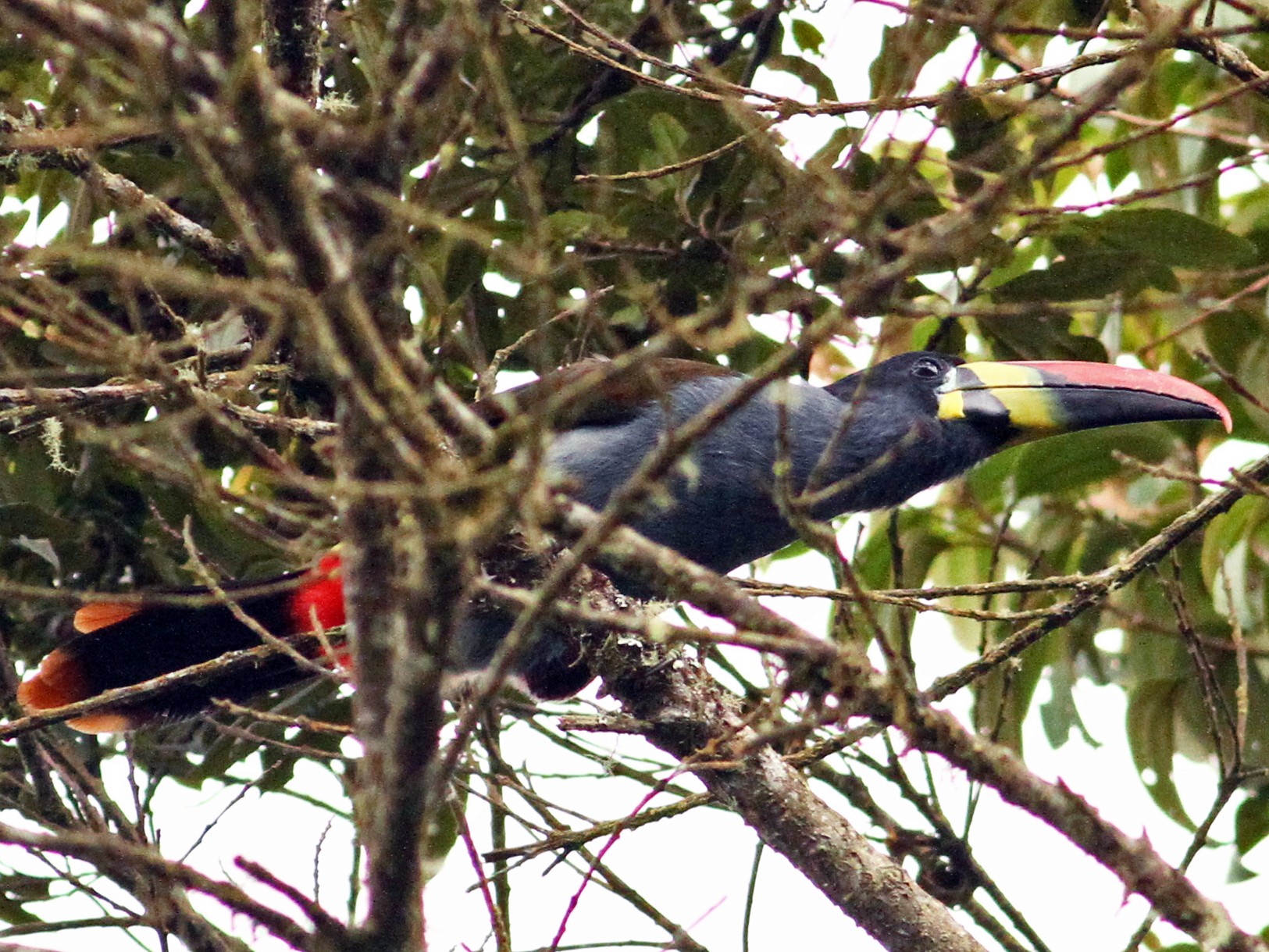 Gray-breasted Mountain-Toucan - eBird
