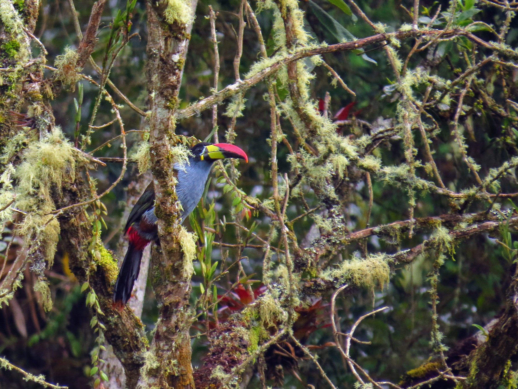 Gray-breasted Mountain-Toucan - eBird
