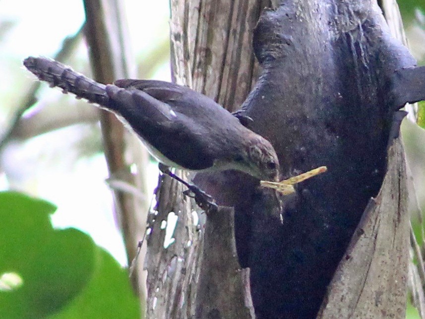 Grey-mantled Wren - eBird