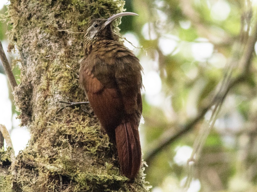 Greater Scythebill - eBird