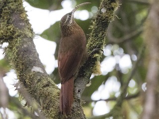 Greater Scythebill - eBird