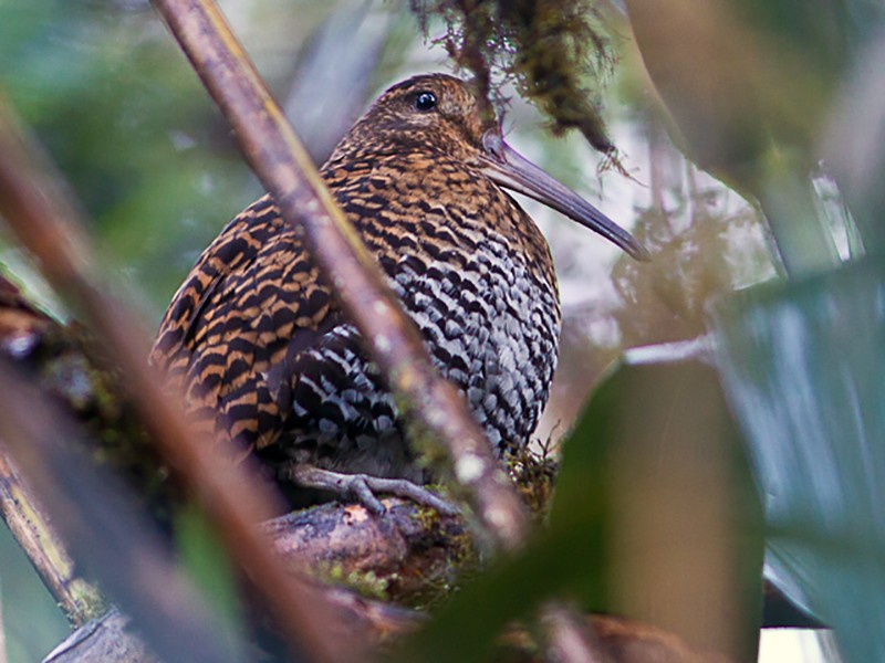 Imperial Snipe - Gallinago imperialis - Birds of the World