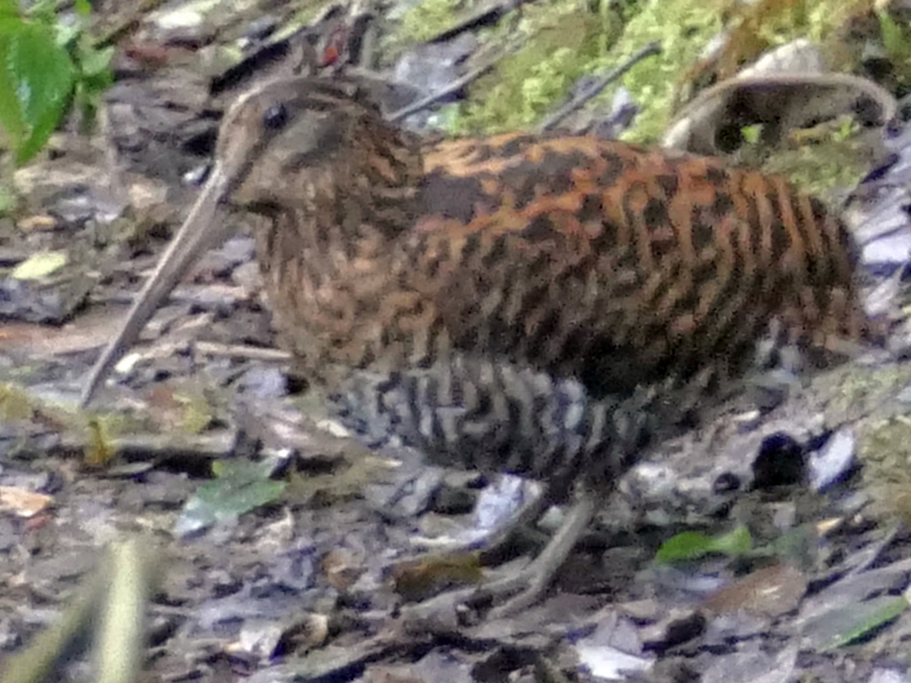 Imperial Snipe - eBird
