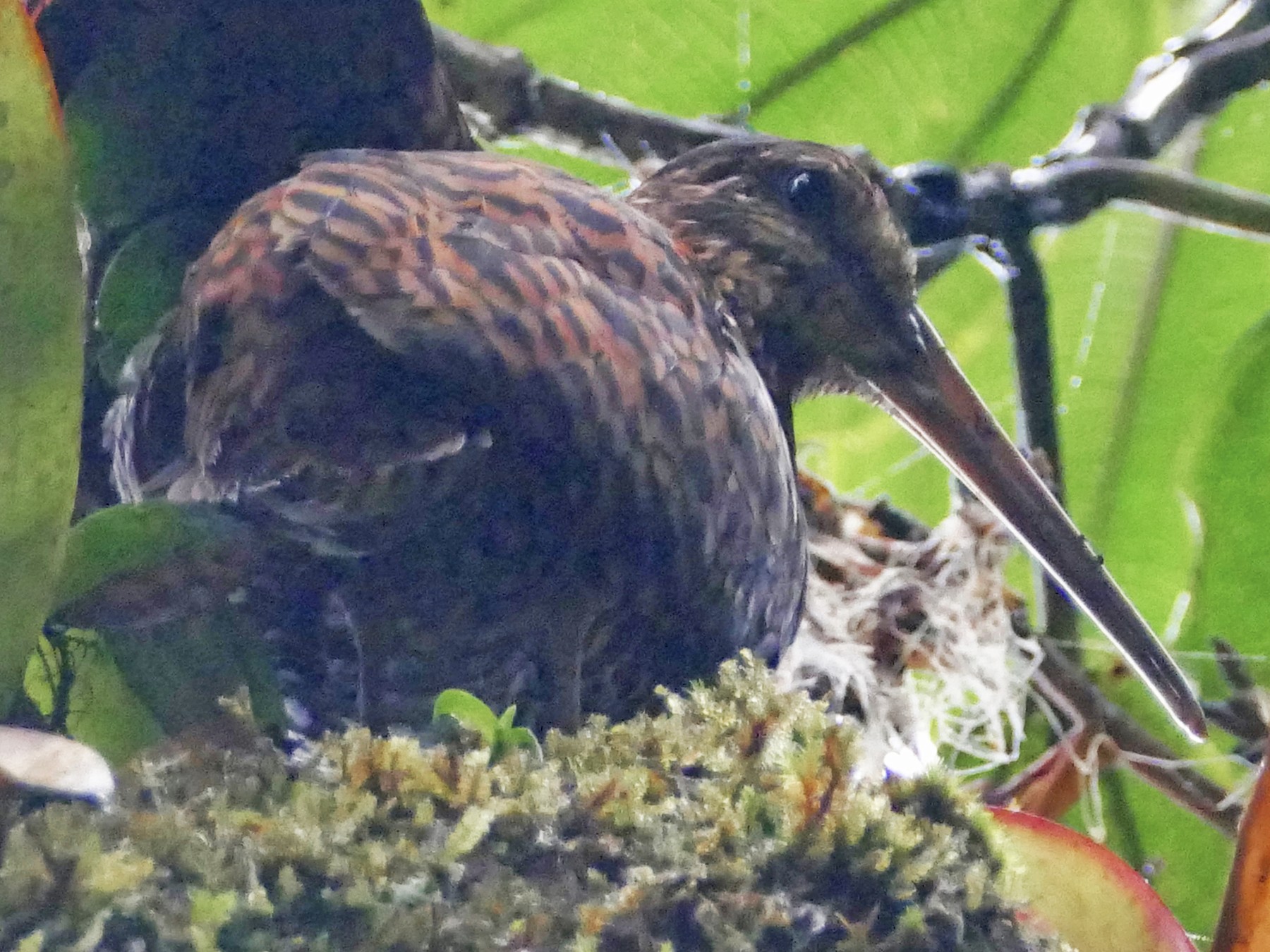 Imperial Snipe - eBird