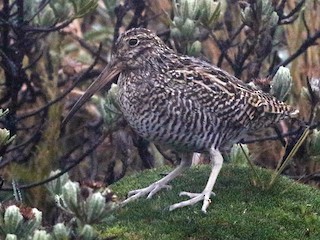 Jameson's Snipe - eBird