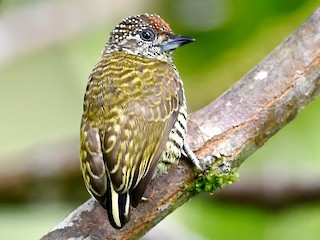 Lafresnaye's Piculet - eBird