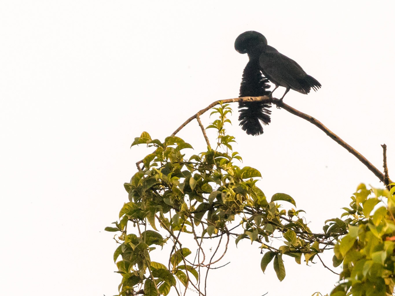 Long-wattled Umbrellabird - eBird