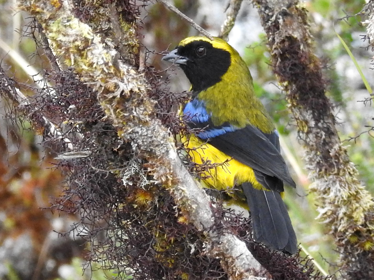 Masked Mountain Tanager - eBird