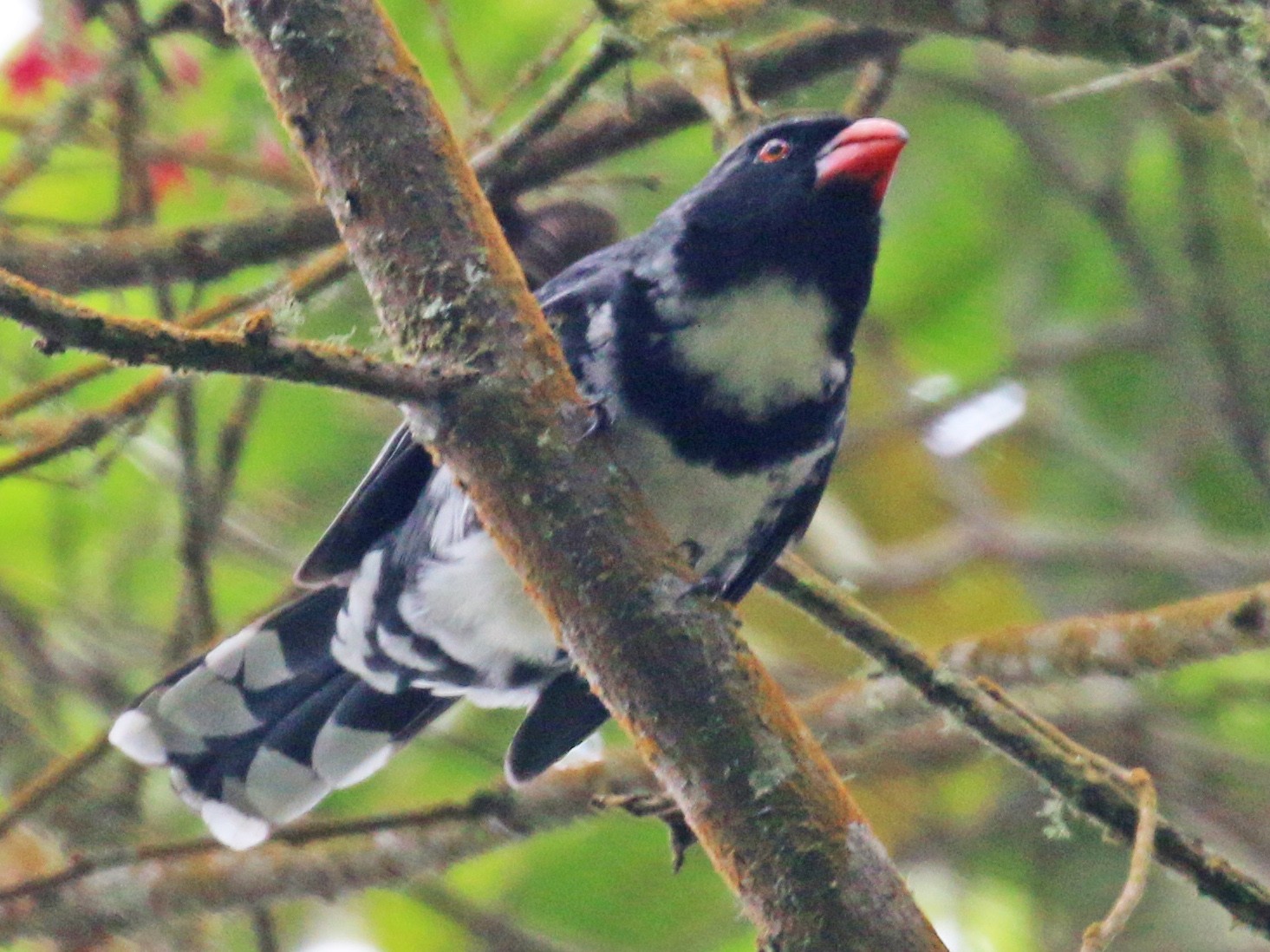 Masked Saltator - eBird