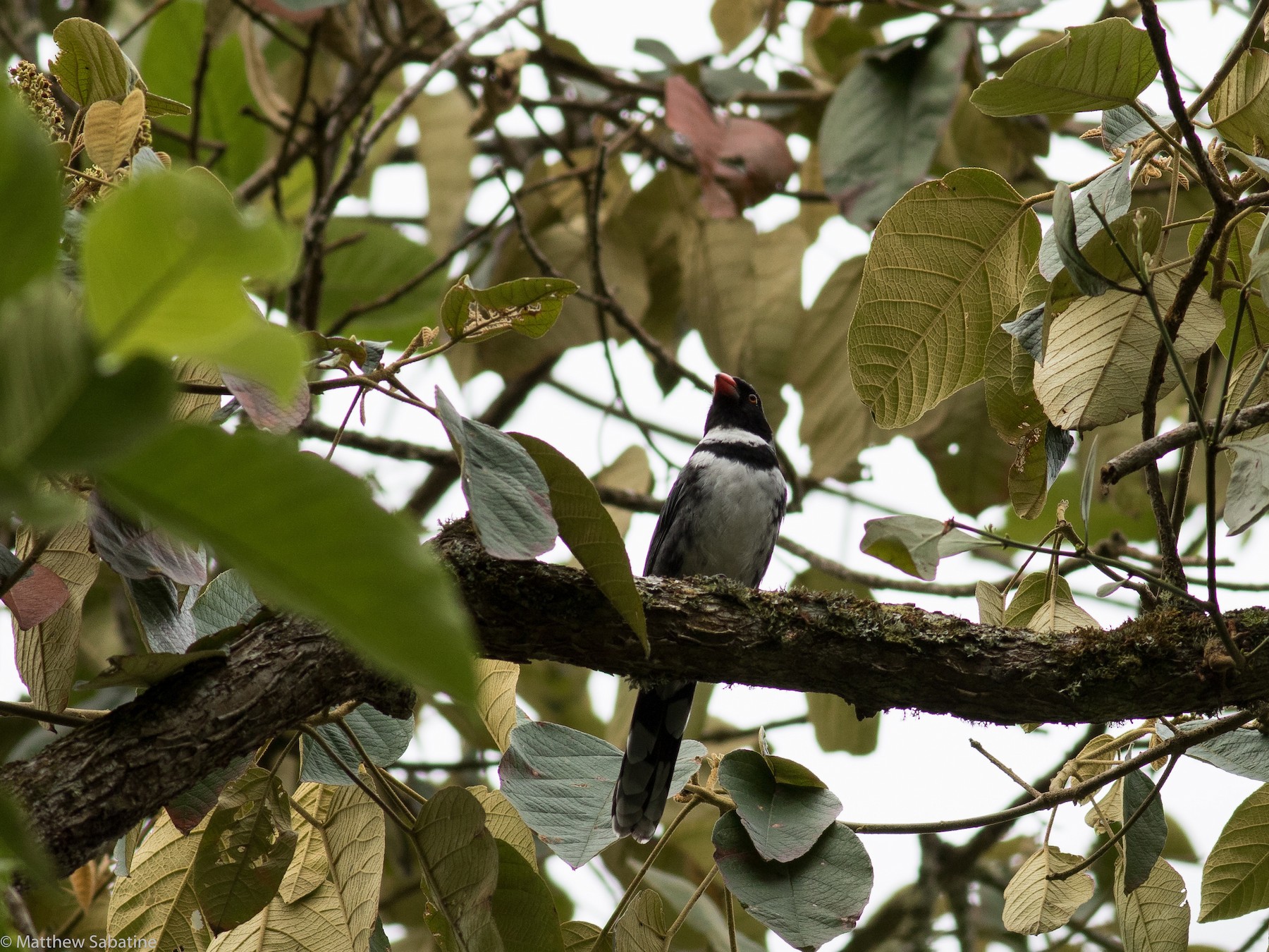 Masked Saltator - eBird