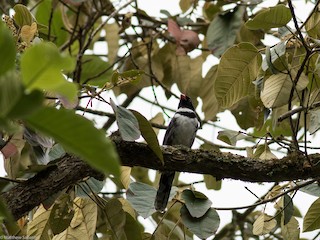 Masked Saltator - eBird
