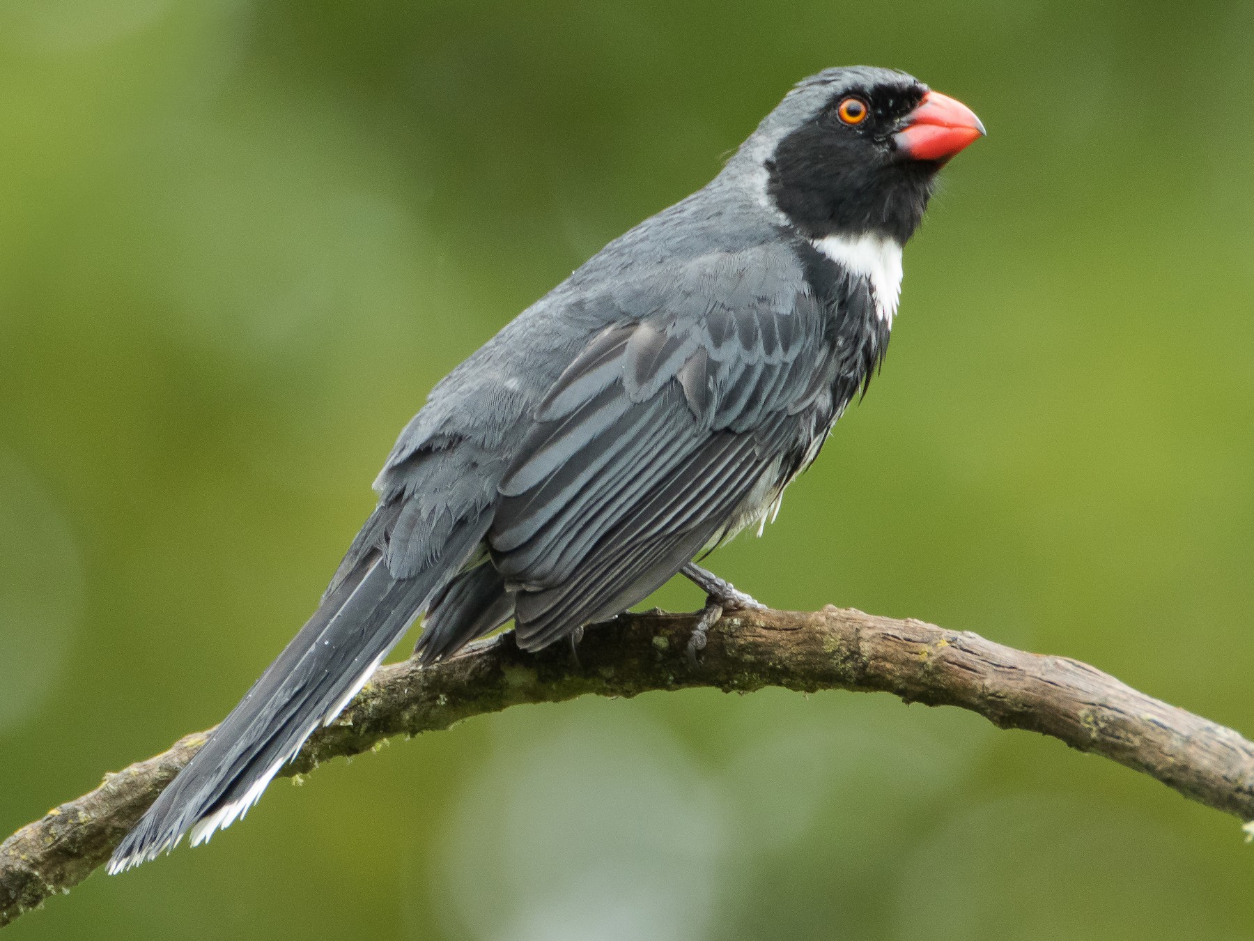 Masked Saltator - eBird