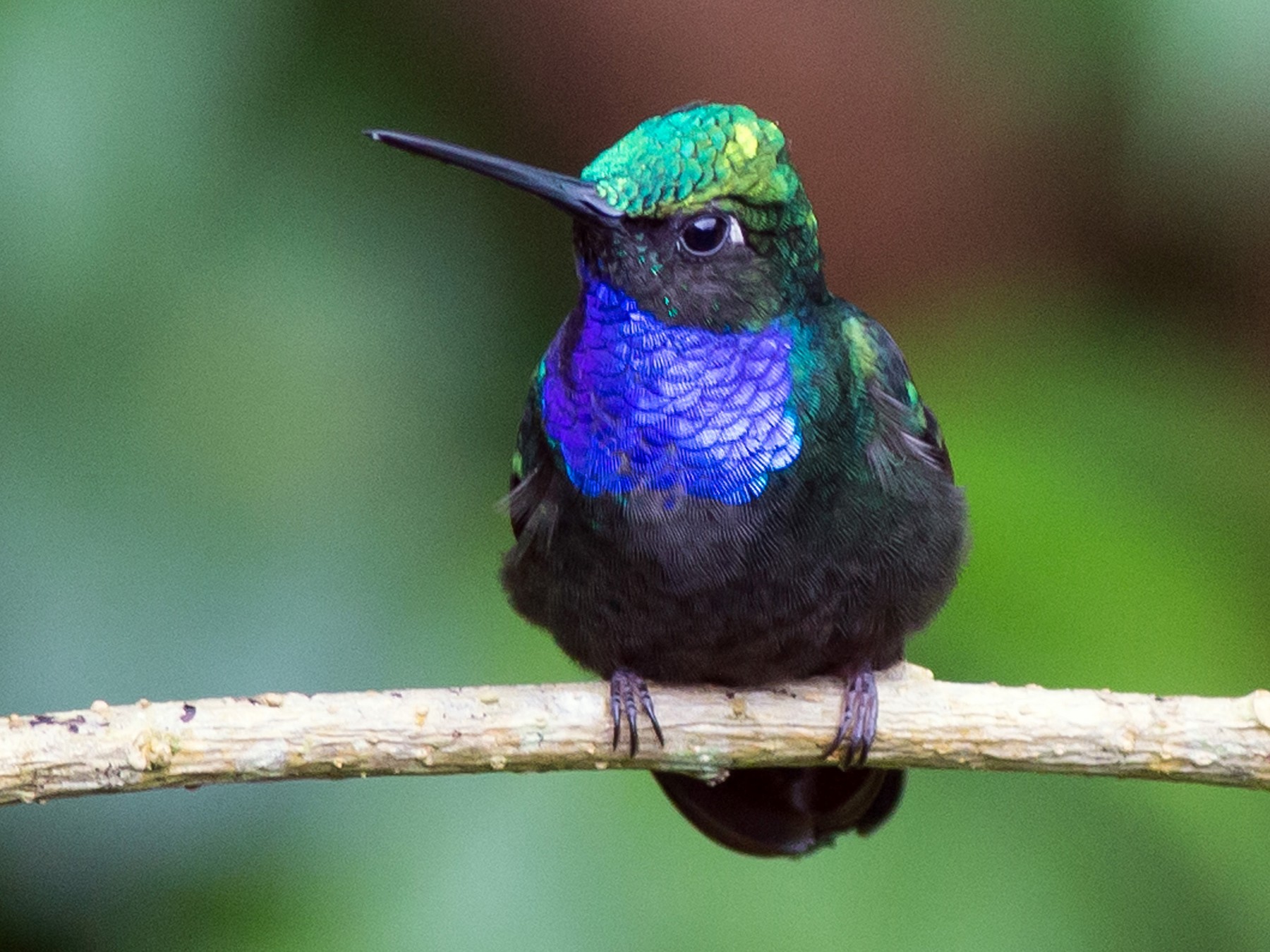 Napo Sabrewing - eBird