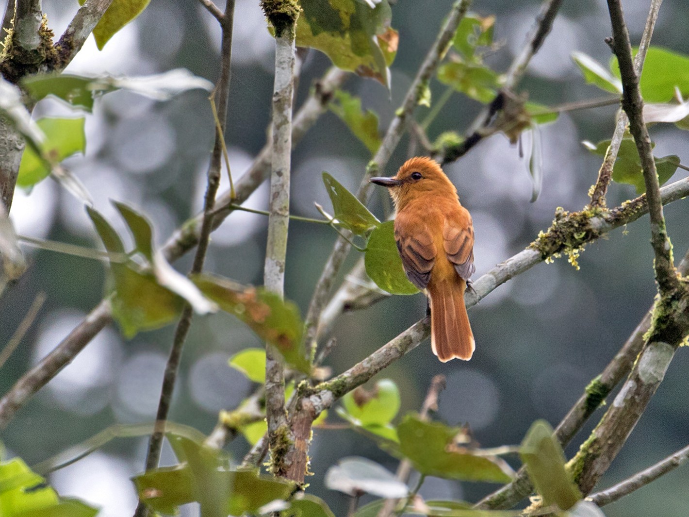 Ochraceous Attila - eBird