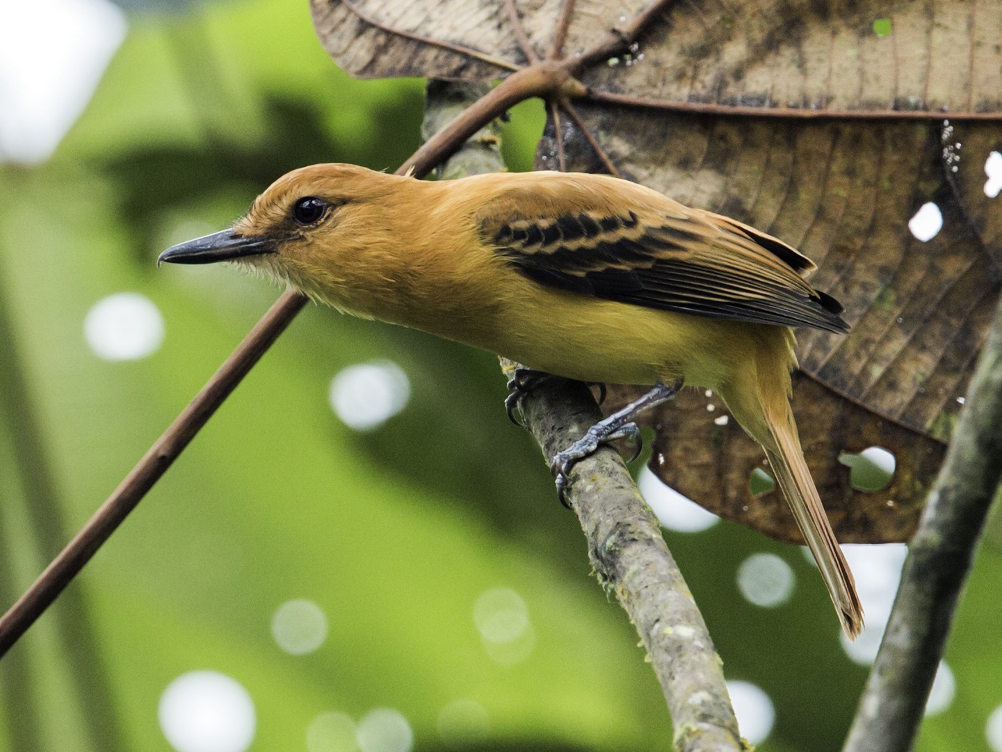 Ochraceous Attila - eBird