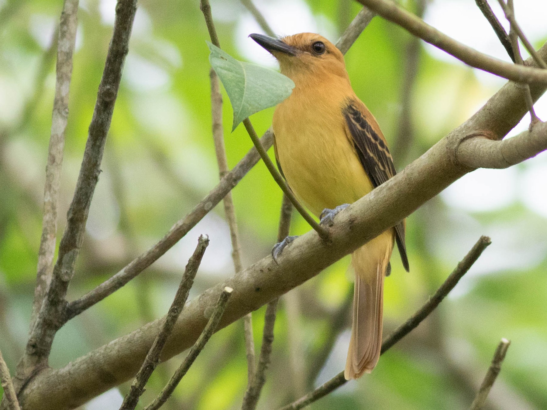 Ochraceous Attila - eBird