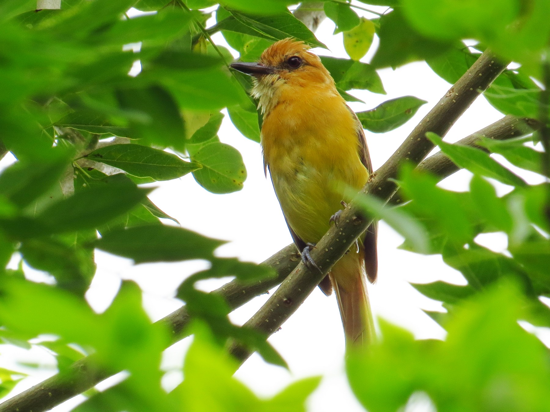 Ochraceous Attila - eBird
