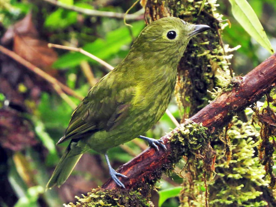 Olivaceous Piha - eBird
