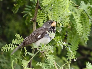 Parrot-billed Seedeater - eBird