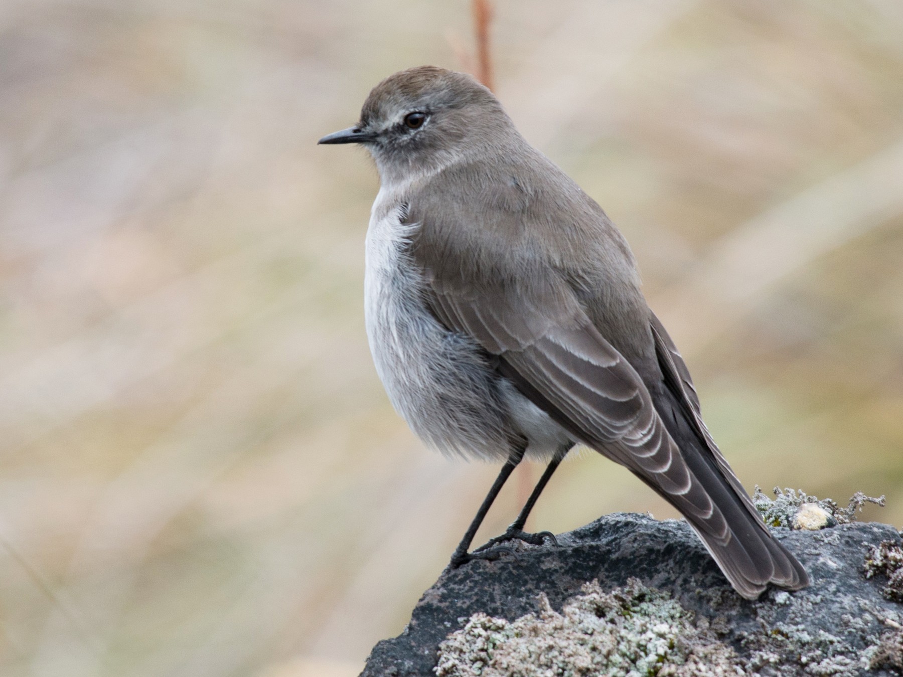 Dormilona Gris - eBird