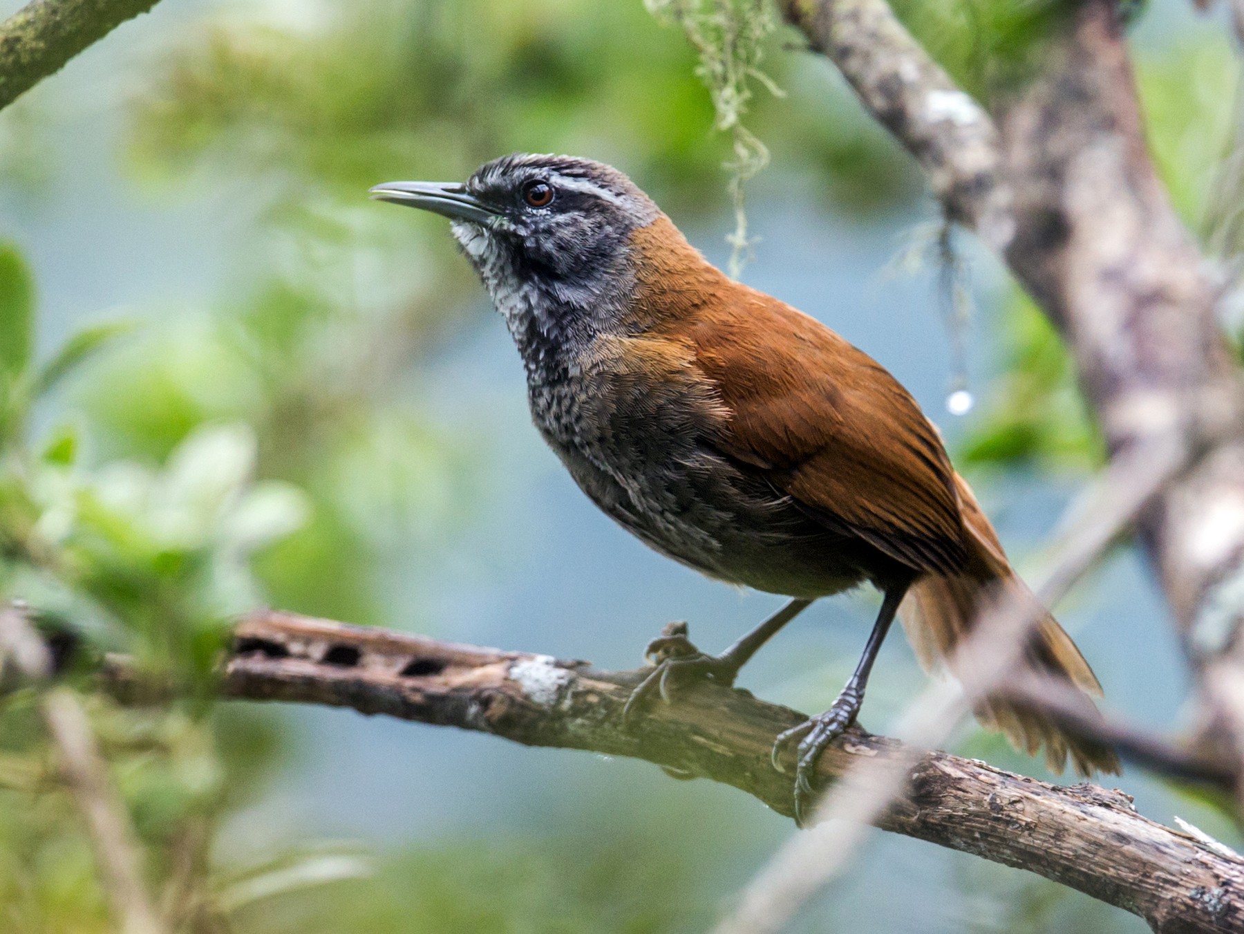 Plain-tailed Wren - eBird