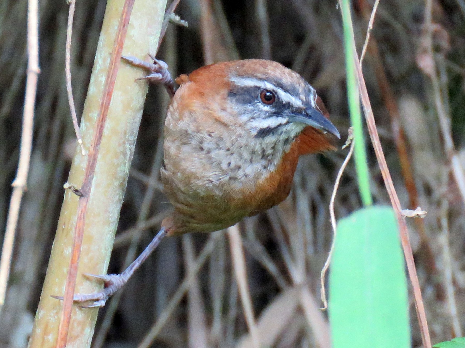 Plain-tailed Wren - eBird