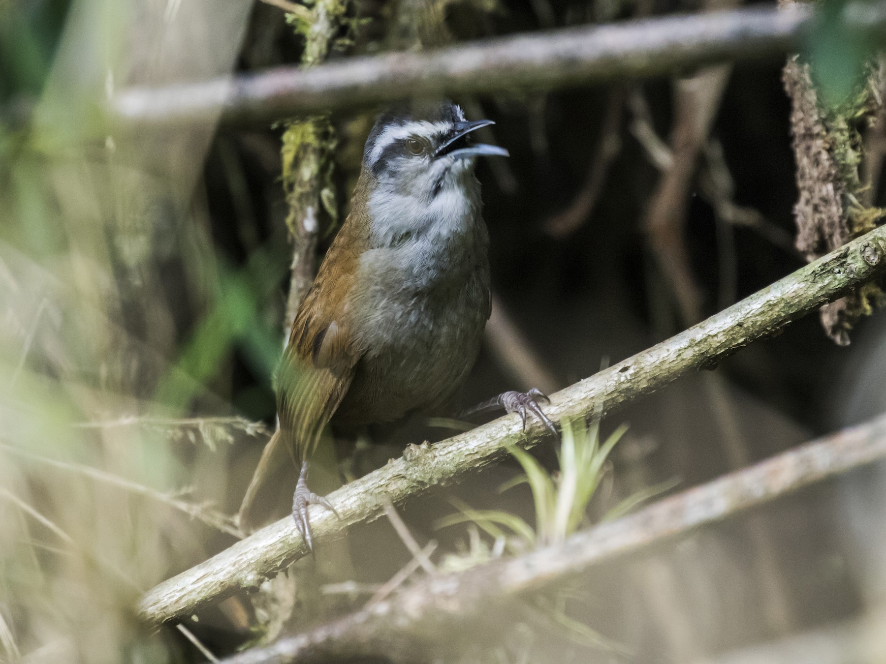 Plain-tailed Wren - eBird