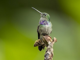 Purple-chested Hummingbird - eBird