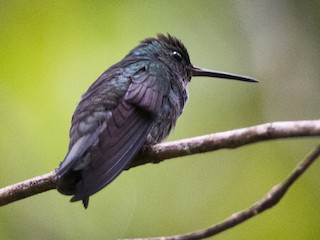 Purple-chested Hummingbird - eBird