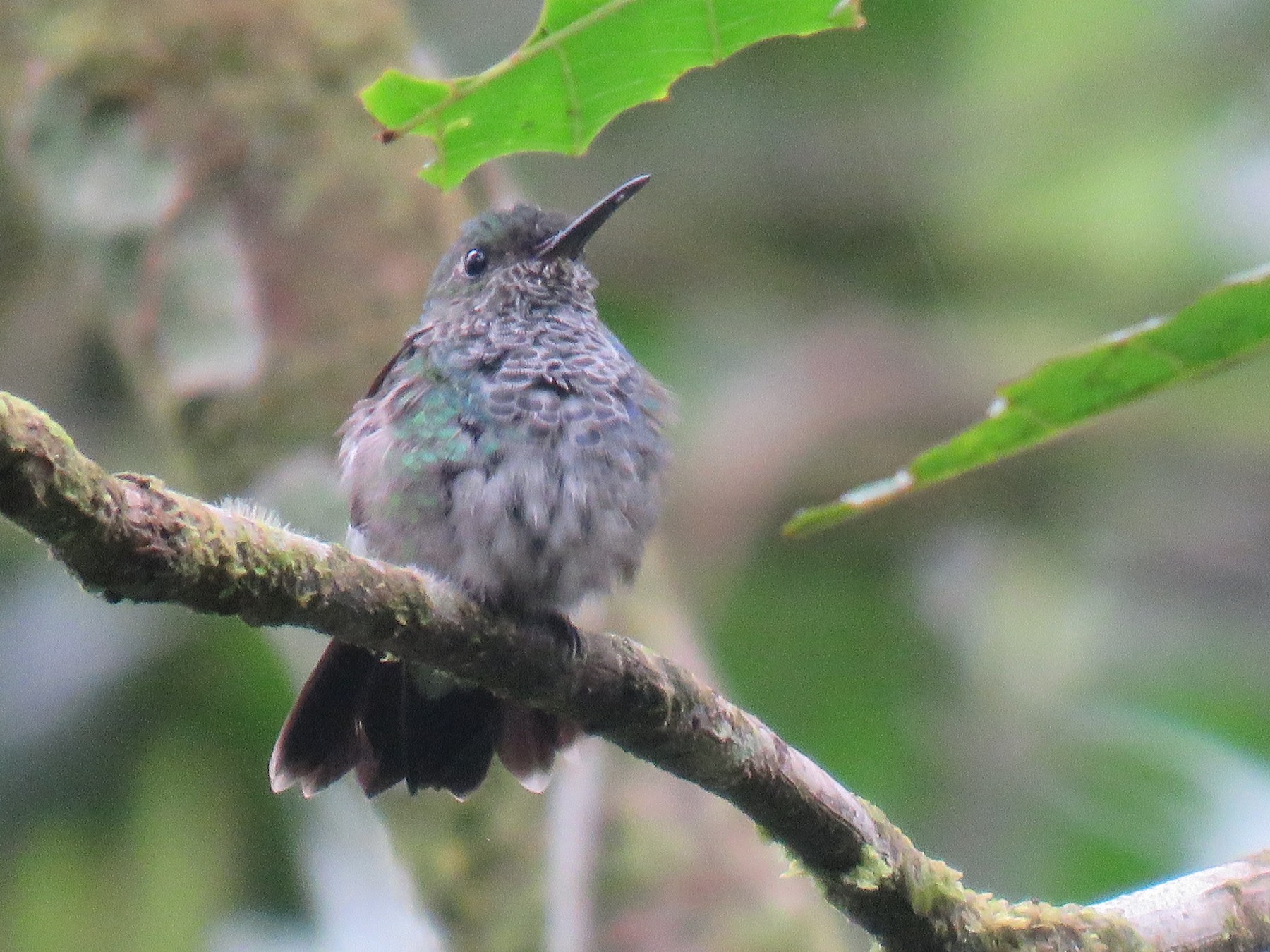 Purple-chested Hummingbird - eBird