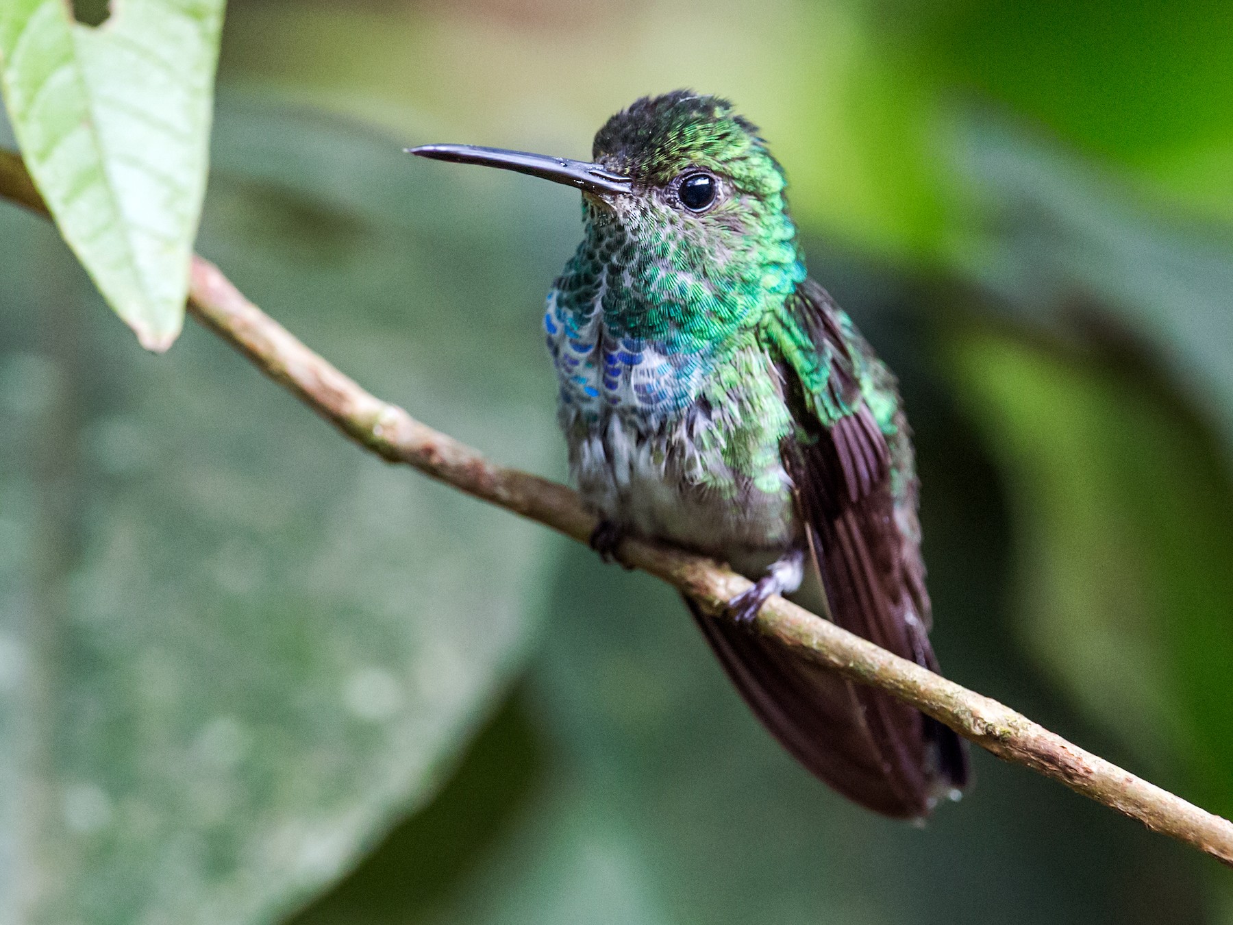 Purple Hummingbird Photos
