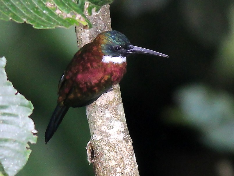 Purplish Jacamar - eBird
