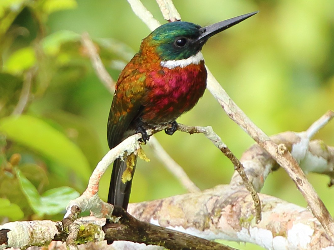 Purplish Jacamar - Galbula chalcothorax - Birds of the World