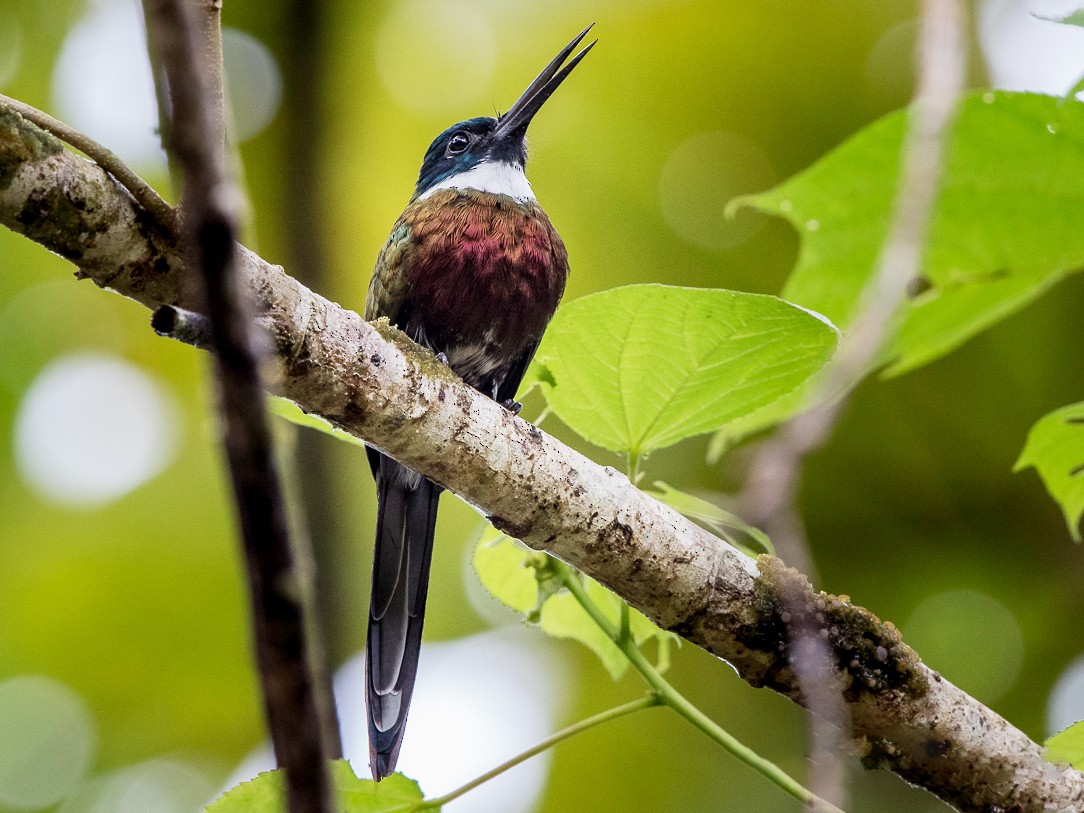 Jacamará Violáceo - eBird