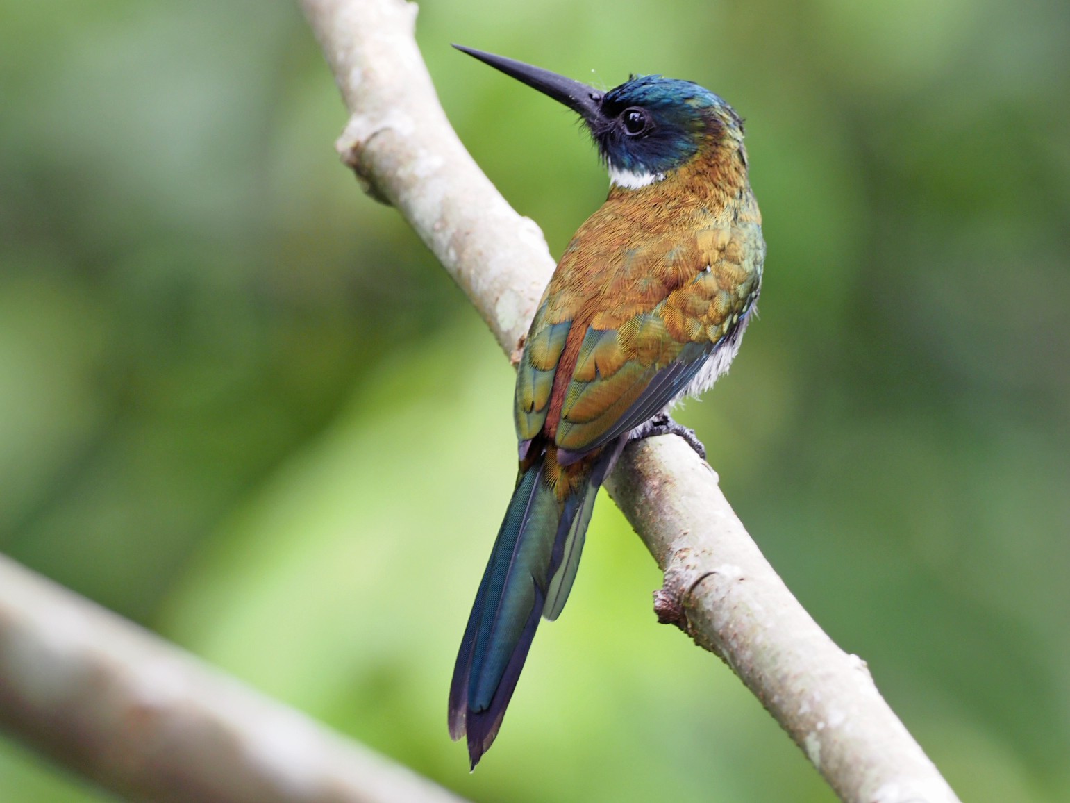 Purplish Jacamar - eBird