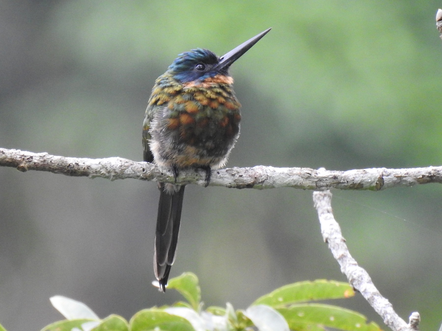 Purplish Jacamar - eBird