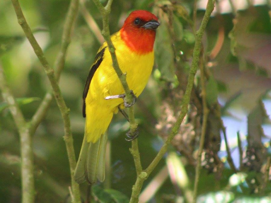 Red-hooded Tanager - eBird