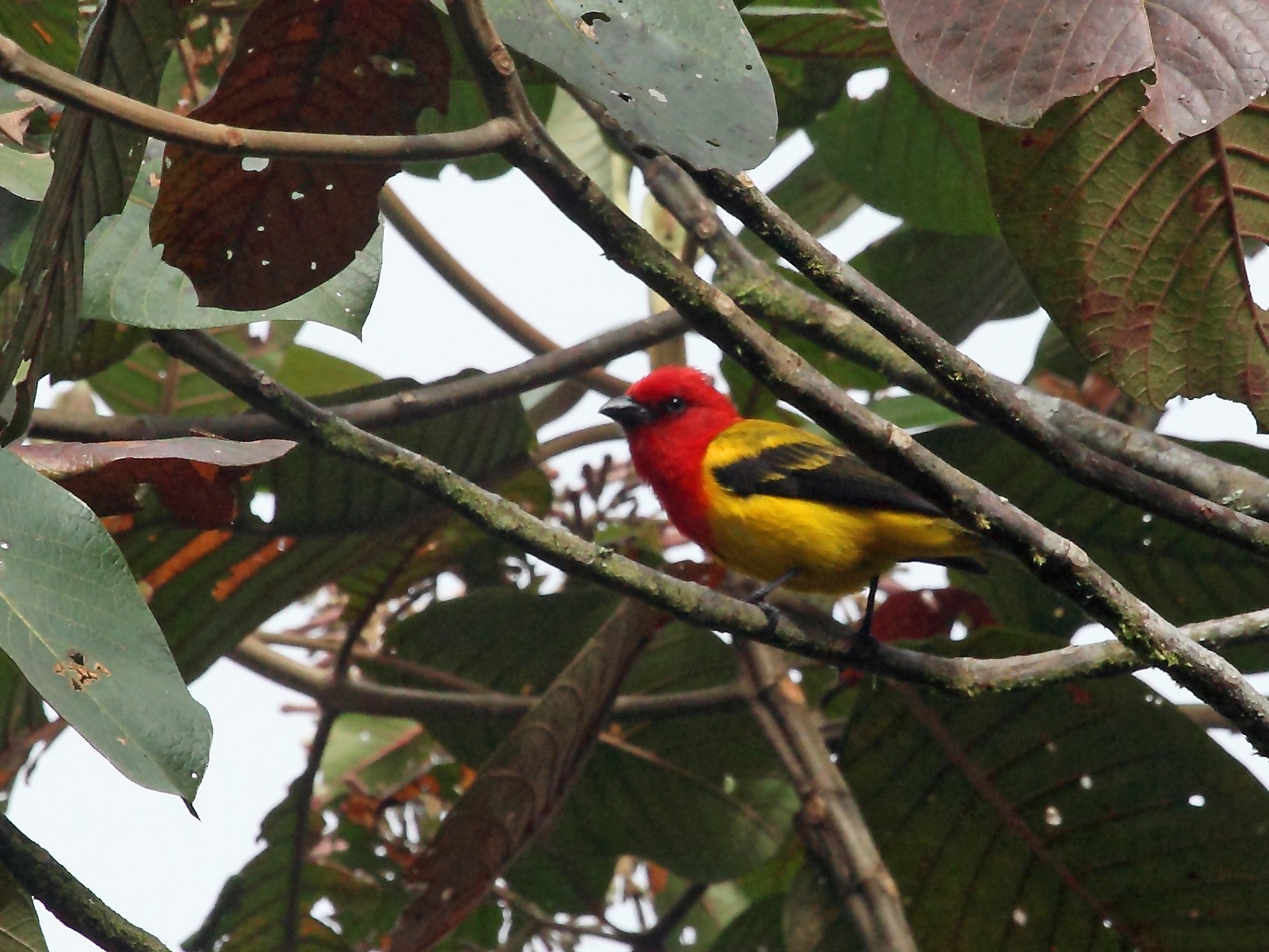 Red-hooded Tanager - eBird