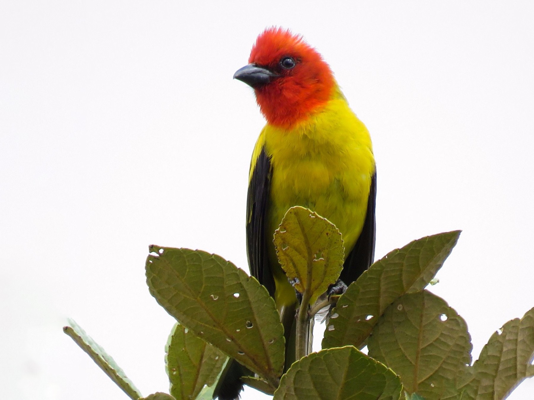 Red-hooded Tanager - eBird