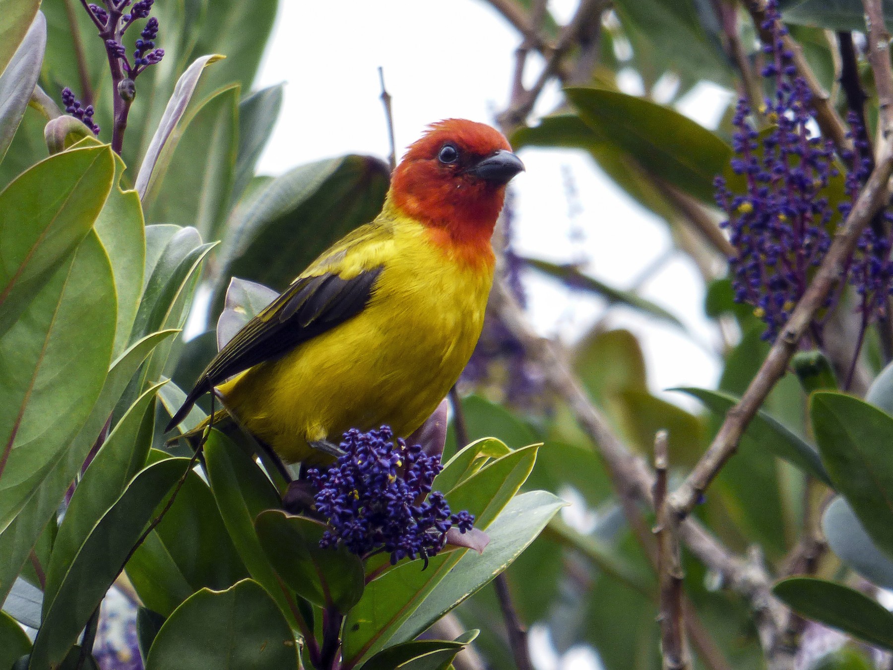 Red-hooded Tanager - eBird