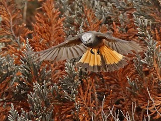 Red-rumped Bush-Tyrant - eBird