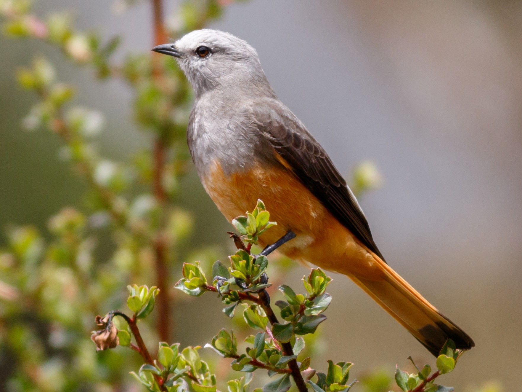 Red-rumped Bush-Tyrant - eBird