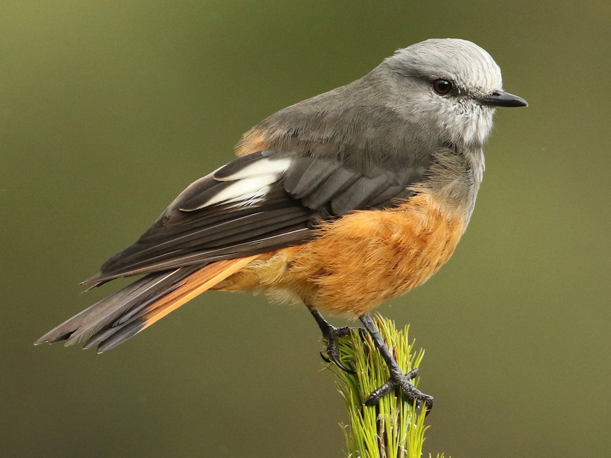 Red-rumped Bush-Tyrant - Cnemarchus erythropygius - Birds of the World