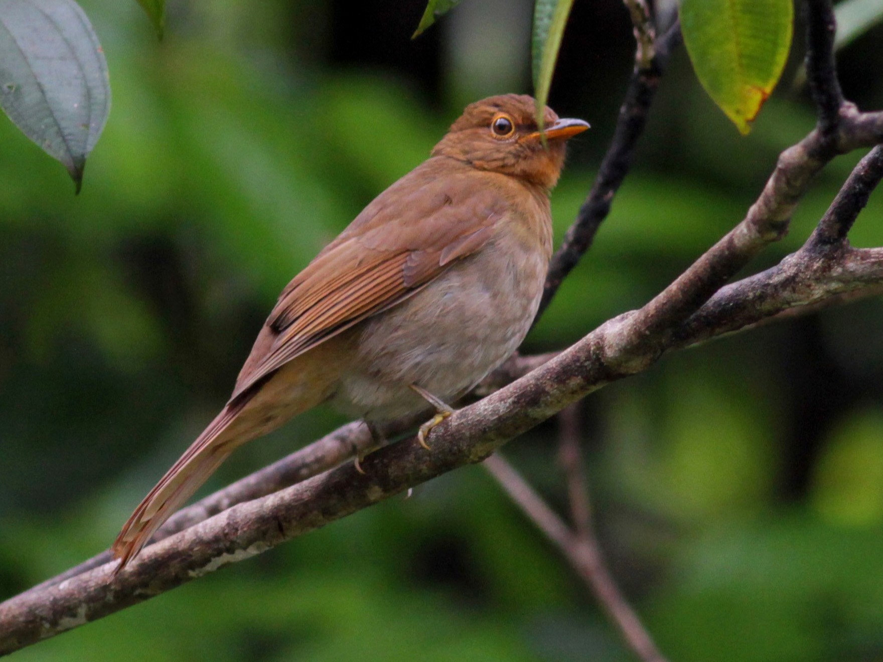 Rufous-brown Solitaire - eBird