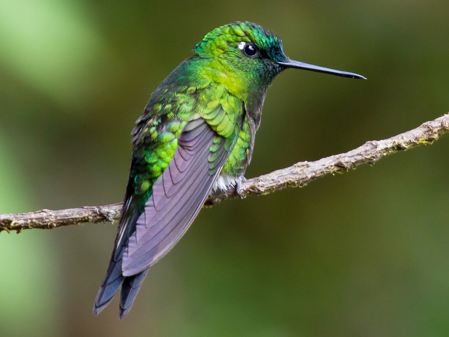 Calzadito Colilargo Norteño - eBird